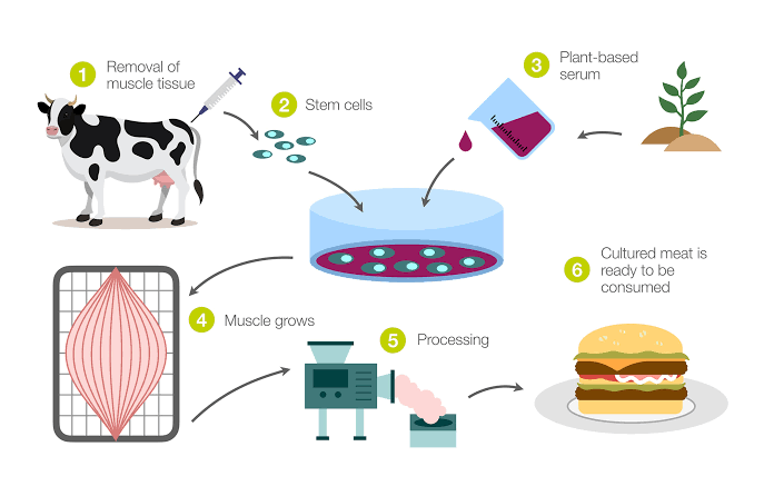 Lab-Grown Meat | by Neha hudda | Sep, 2024 | Medium