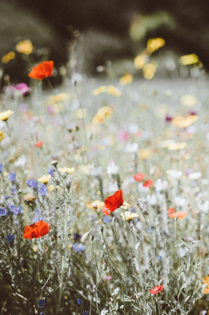 Life is a field full of flowers. Re-framing the past | by Liam Ireland ...