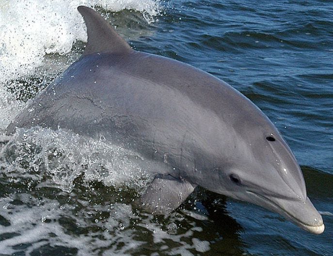 “Dolphin-Safe” Does Not Mean “Tuna Safe” | by Eric C Lindstrom | Medium