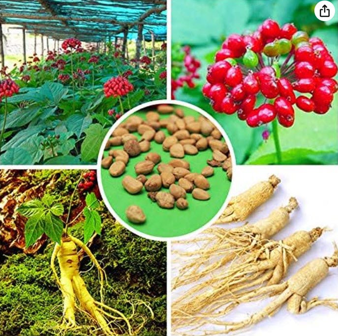 Shed Pounds with Korean Ginseng: Your New Year Resolution | by Diane ...