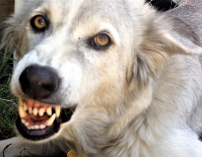 This Common Mistake Will Probably Make Your Dog Growl | by Susan Nilson ...