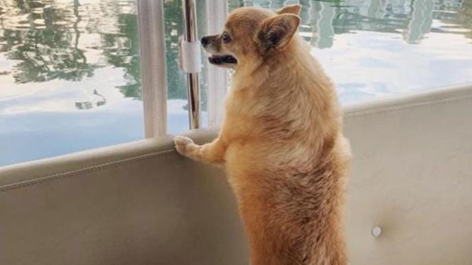 How to make the dog stand up and walk — Dogiman | by Dogiman | Medium