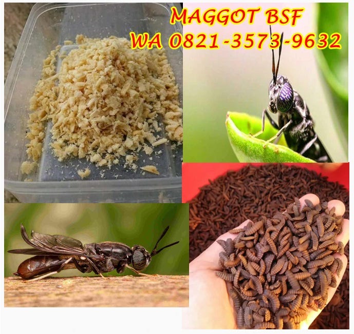 Jual maggot bsf di bandung, HUB 0821–3573–9632, budidaya maggot bsf di ...