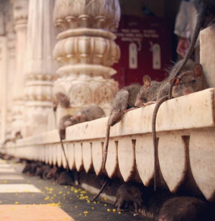 THE TEMPLE OF RATS: DESHNOK. “At first glance, this temple in… | by ...
