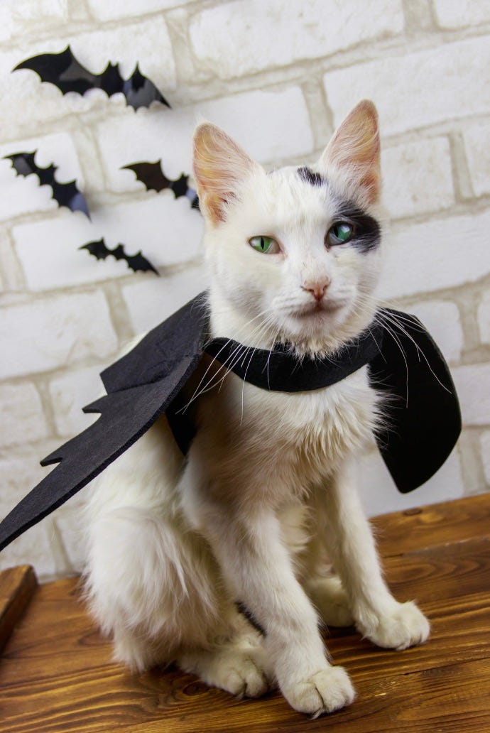 Tips and Tricks for Pawsitively Perfect Halloween Pet Costumes | by ...