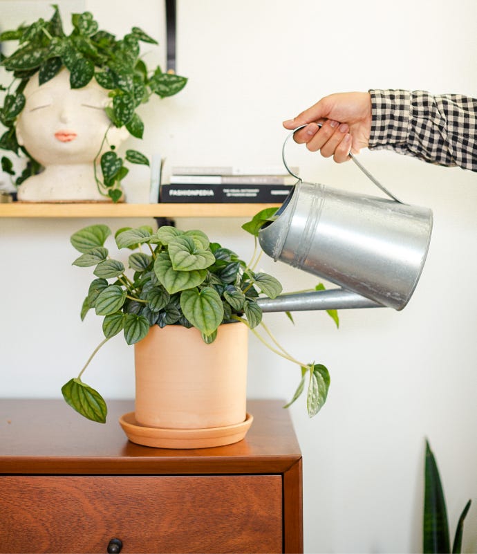 What plant style are you?. Hint – it’s related to your furniture… | by ...
