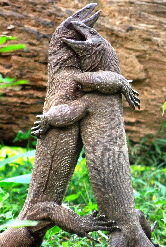 🦎🤗 Lizard Love: Two Giant Lizards Standing and Hugging, Reptilian Embrace 💚🌟 - Don Juravin - Medium