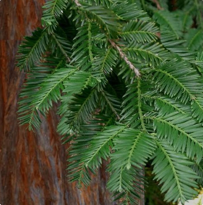 The Majesty of Redwood Trees | by Muhammad Amir | Nov, 2024 | Medium