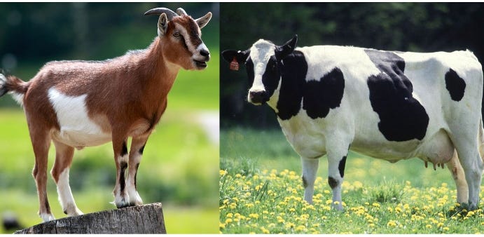 What is best for you? Cow Milk or Goat Milk | by Ajay Rai | Medium