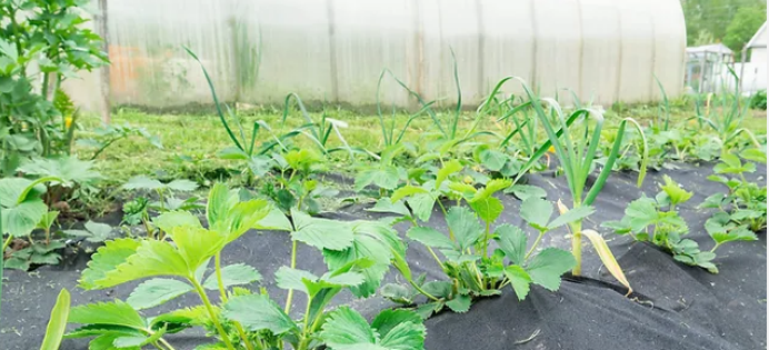 Unlock the Power of Ground Cover Sheets: A Comprehensive Guide | by ...
