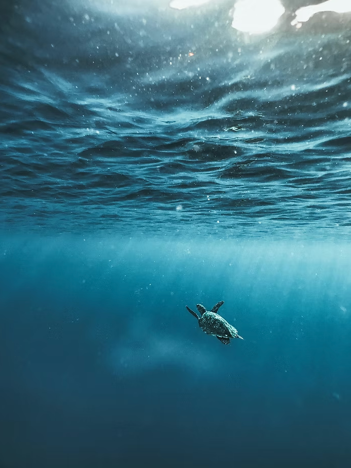 The Turtle Theory: Why Slow Progress Is Still Powerful Progress | by ...