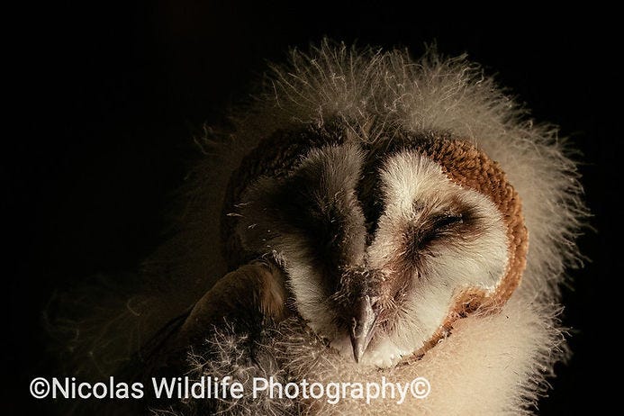 Protecting Barn Owls: How Community Plays An Active Role In The ...