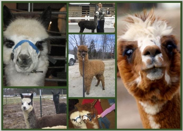 How Many Shades of Gray?. In another post, basic alpaca fleece… | by ...
