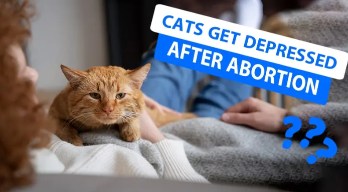CatDo Cats Get Depressed after Abortion? Analyzing Cat Emotions | by ...
