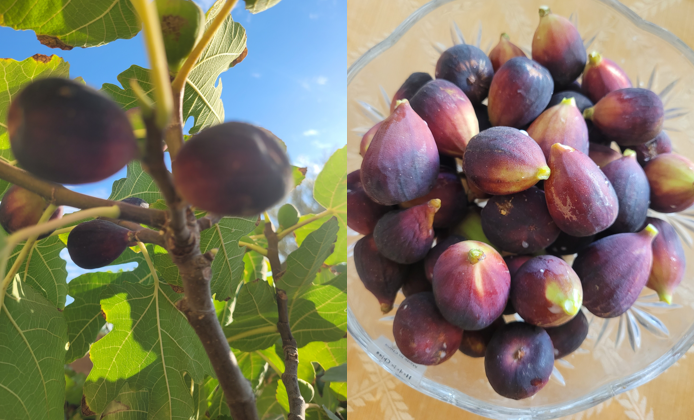 Fig Harvest-Nature’s Bounty for Body and Beyond! | by Amy Liu ...