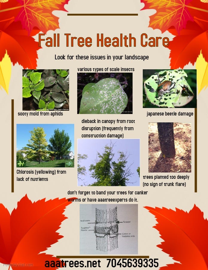 Fall Tree Health Care. Know more about tree health… | by Heather Nelson ...