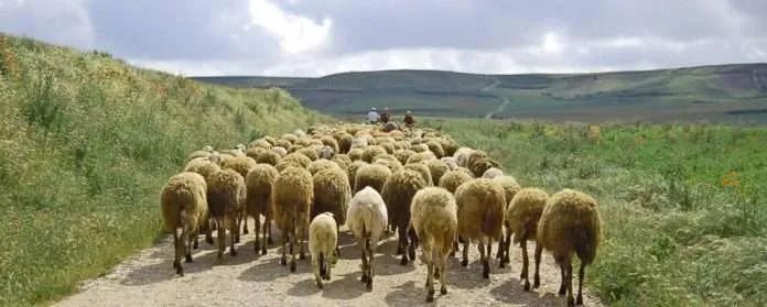 Following Faithfully, Remaining Faithful | by Rich Holt | Biblical ...