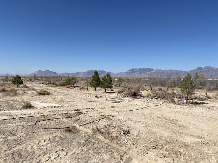 Deserts Offer Sustainable Solutions for Outdoor Cultivation | by mg ...