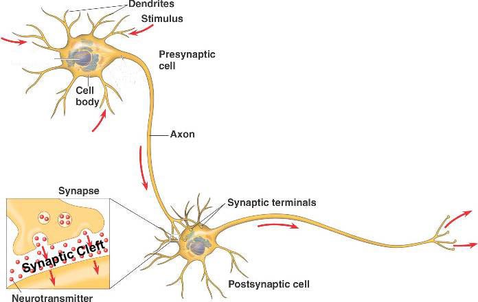 Modeling Your Brain On A Computer With Computational Neuroscience | by ...