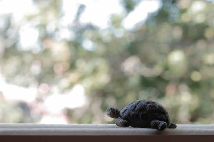 Robert Irwin Breeds Rare Turtle Named After His Late Father Steve | by ...