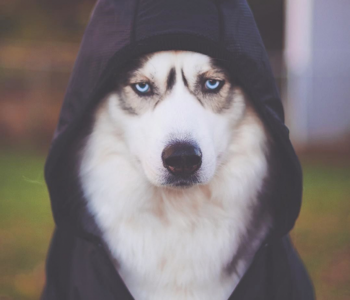Chó Husky Siberian ăn gì? Cách nuôi chó Husky | by MEW | Medium