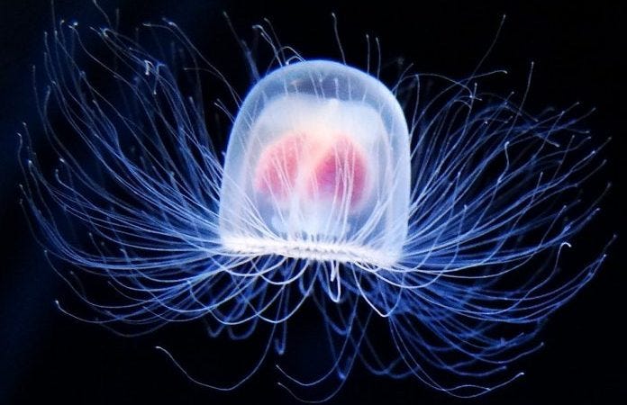 The Immortal Jellyfish: Unraveling the Mysteries of Immortality | by ...