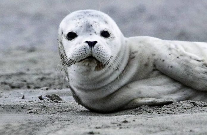 #didyouknow Seals are carnivorous aquatic mammals with front and hind ...