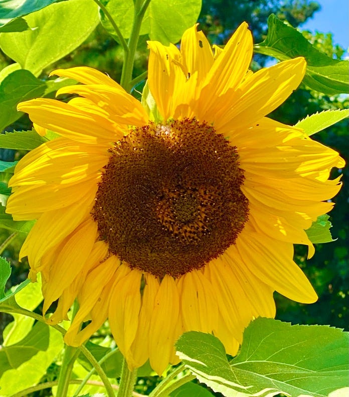 100%. Keep on the Sunny Side | by Christopher Lovelace ...