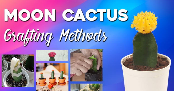 MOON CACTUS GRAFTING METHODS/ Cacti Gardening | by dan calma | Medium