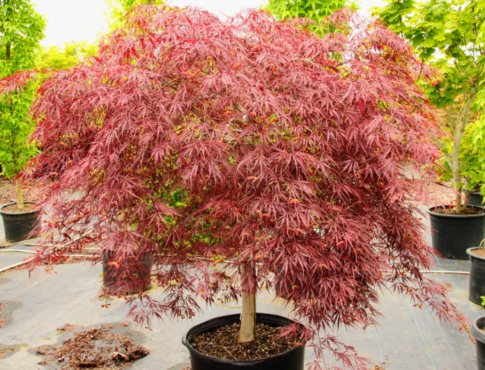 How to Plant and Care for a Tamukeyama Japanese Maple Tree | by Conifer ...