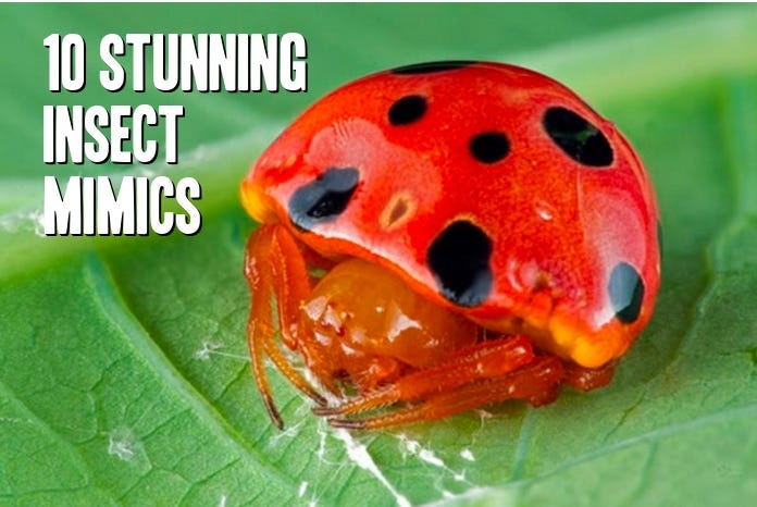 10 Stunning Insect Mimics. Survival of the fittest sometimes means ...