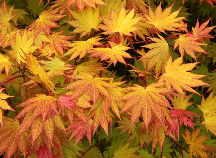 Exploring Autumn Moon Full Moon Maple Hedge | by Conifer Kingdom | Medium