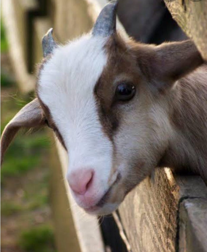 MY GOAT GAVE BIRTH😶. Colors are a thing to reckon with His… | by ...