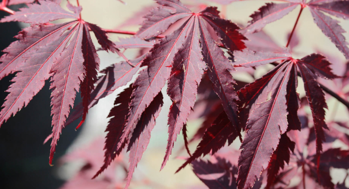 Unveiling the Mystique of the Black Japanese Maple Tree: A Captivating ...