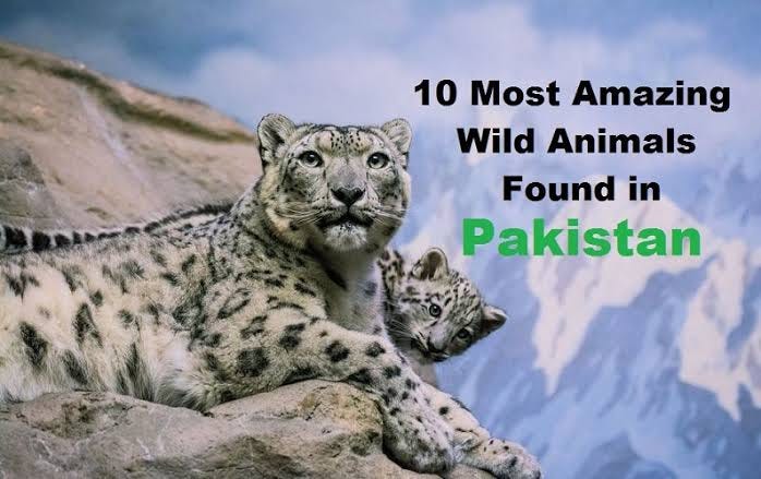 10 Animals Which Exclusively Exist in Pakistan | by Nm | Medium