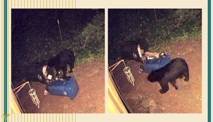 Why Is There A Raiding Bear?. My son-in-law sent through a photo of a ...