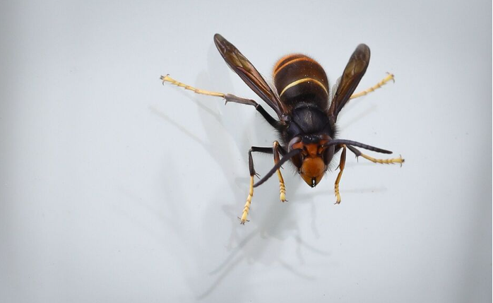 How to react in the event of a hornet sting or attack? | by Priya Gupta ...