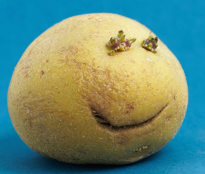 Are You On Potato (The Latest Twitter/X Alternative)? | by Smillew ...