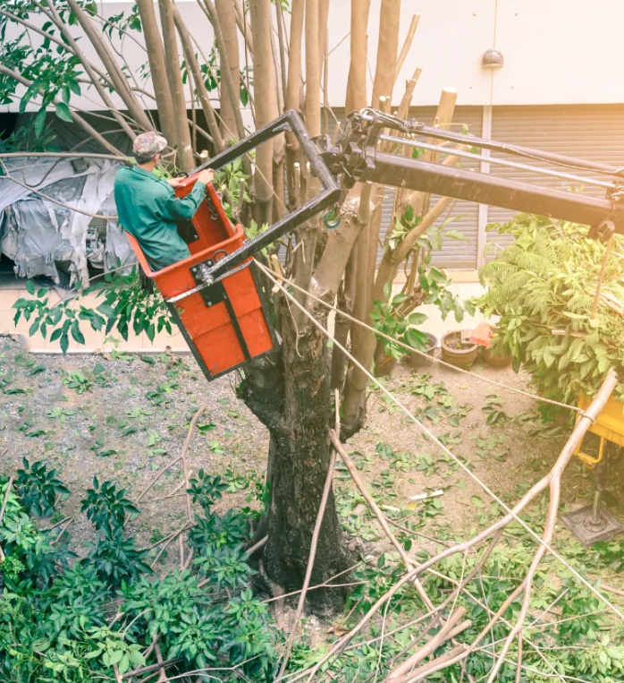 Tree Felling Adelaide - Aplus Treemanagement - Medium