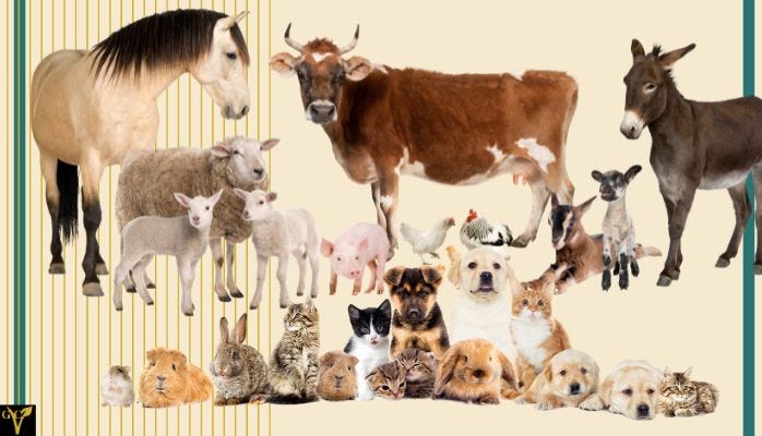 The Dichotomy of Animals: Companionship vs. Consumption | by Fee O'Shea ...