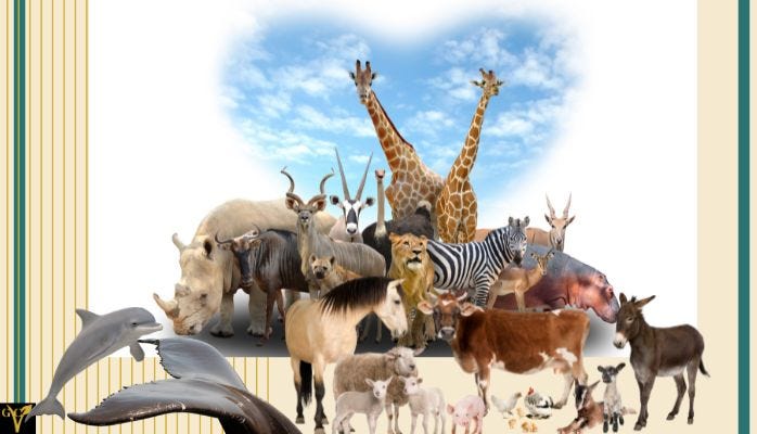 What Rights Do Animals Really Have? | by Fee O'Shea | Medium
