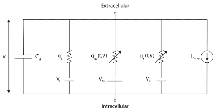 Modeling Action Potentials as an Electric Circuit | by Tom Krug | Medium