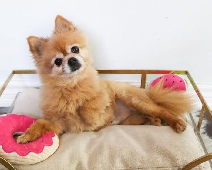 Pomchi: Dog Breed, Characteristics, Image, Care, Full Info | by Rodyw ...