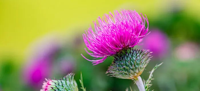 Milk Thistle Capsules: An Overview of Benefits and Uses | by Health ...