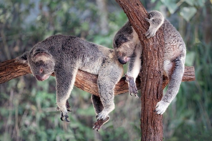 How to Have a Magical Sleep. Sleep is one of the best forms of… | by ...