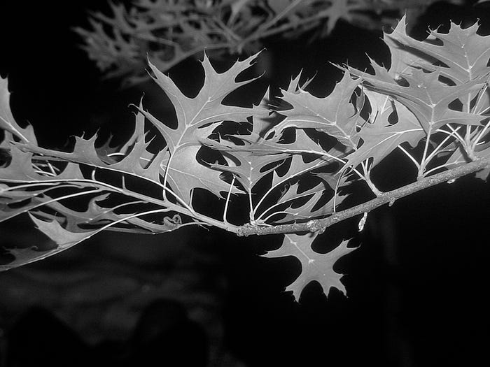 Virginia at Night | by Deirdre Coyle | Human Parts