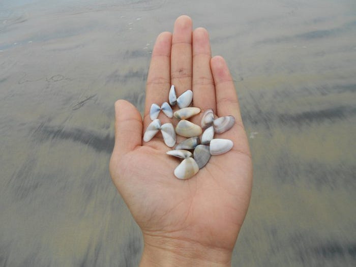 The Little Seashell. A story for late bloomers | by Froggle | Medium