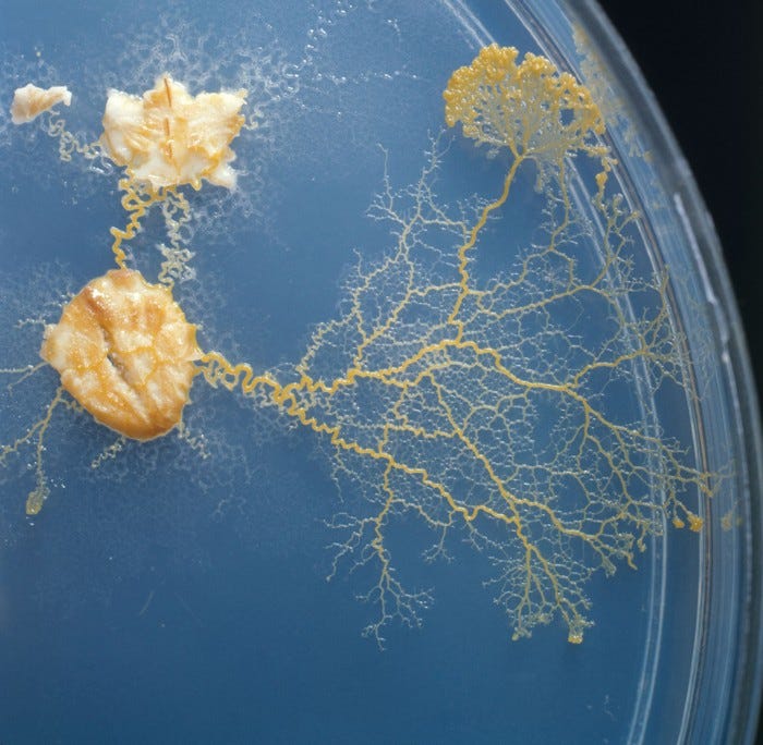 Molding Memories Without A Brain. The fascinating tale of single-cell ...