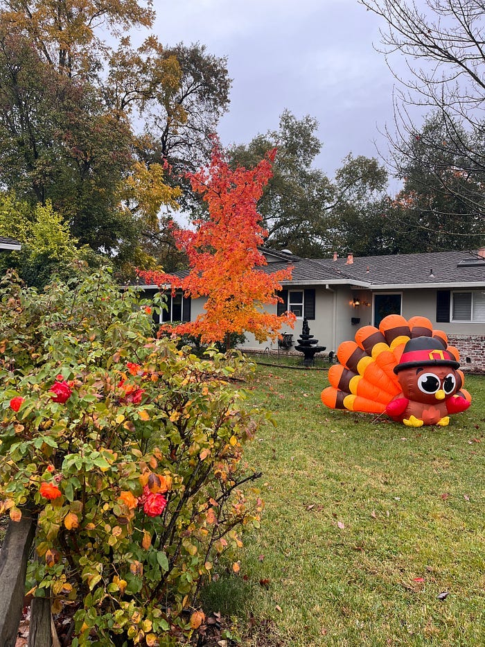 Roses — Maple Trees and Turkeys. Always something to be grateful for ...