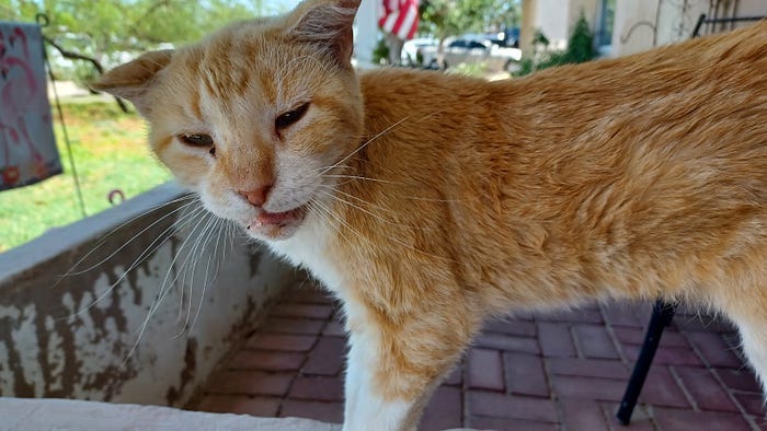 Interview with the Cat. In Which Howie the Wonder Cat… | by Bwilson ...